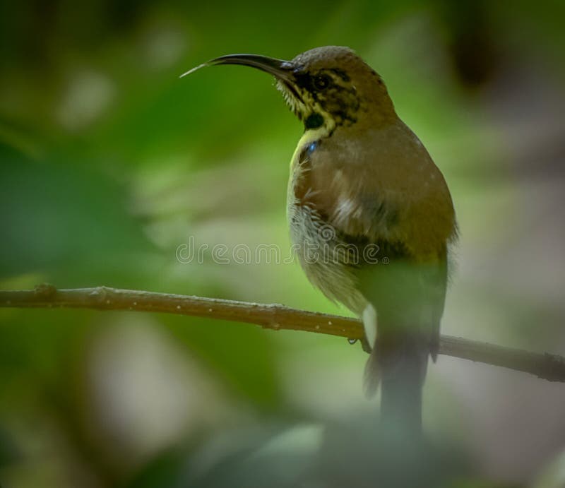 Purple sunbird male stock image. Image of beak, finch - 166318365