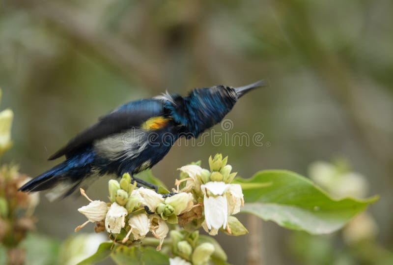Purple sunbird male stock image. Image of active, perched - 113091571