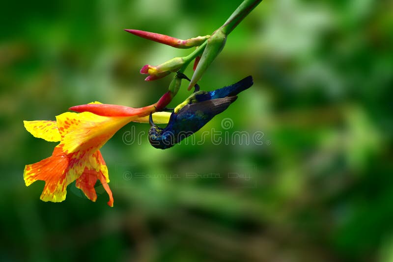 Purple sunbird stock image. Image of sunbird, closeup - 122623113