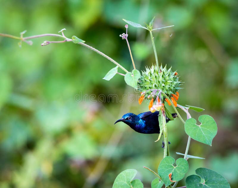 Purple Sunbird stock image. Image of background, cards - 70586073