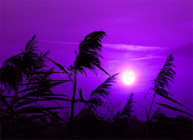 Purple sunset stock image. Image of evening, planet, serene - 619683