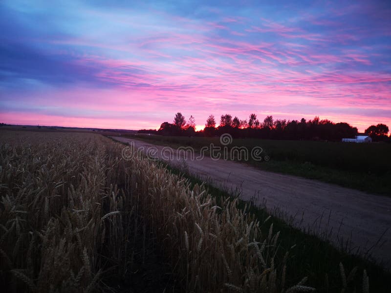 Purple Sunset in the Fields Stock Photo - Image of horizon, evening ...