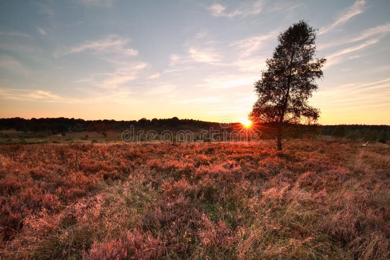 Purple Sunset Over Heather Hills Stock Image - Image of outside, german ...