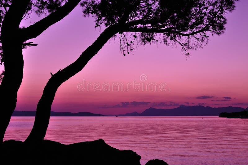 Purple Sunset with Tree Silhouette at Sea in Summe Stock Photo - Image ...