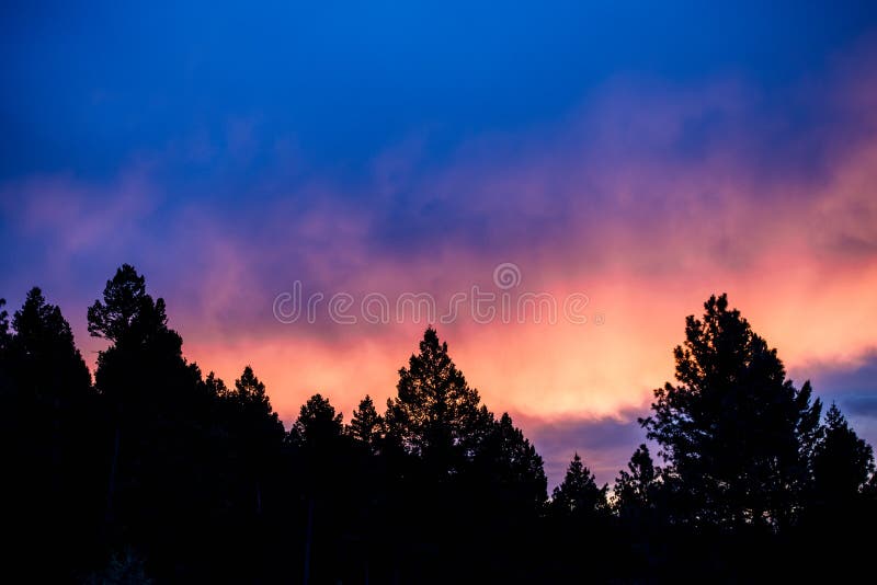 Purple Sunset in Tree Silhouette Stock Photo - Image of skies ...