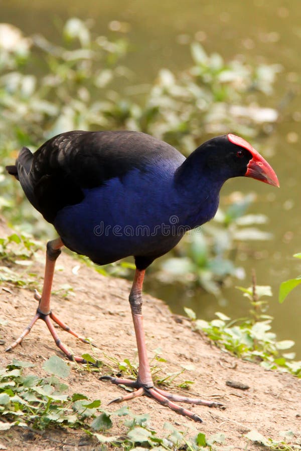 Purple swamp hen stock photo. Image of legs, purple, walking - 54703224