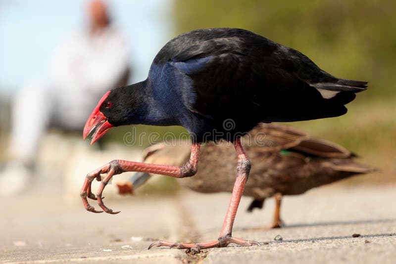 Purple Swamp Hen (Australia) Stock Photo - Image of parks, australian ...