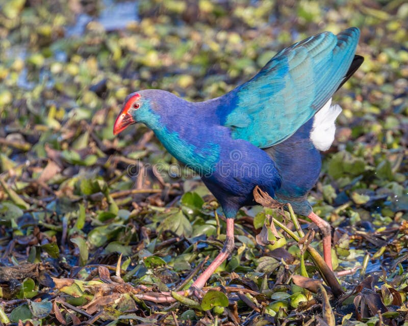 A Purple Swamphen Running Around Stock Photo - Image of native, blue ...