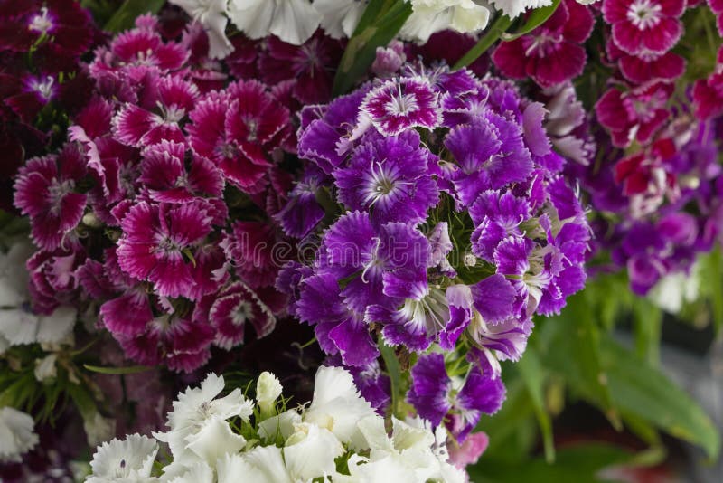 Sweet William Flowers Stock Photos - Download 1,038 Royalty Free Photos