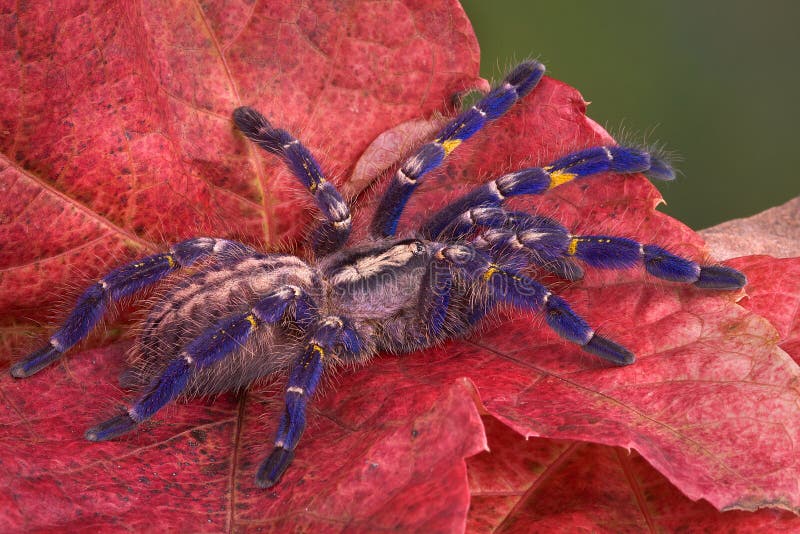Tarantula Den stock photo. Image of invertebrate, macro - 23762682