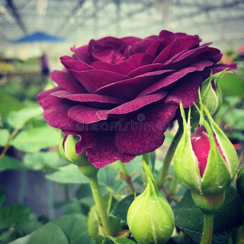 312 Purple Hybrid Tea Rose Stock Photos - Free & Royalty-Free Stock ...