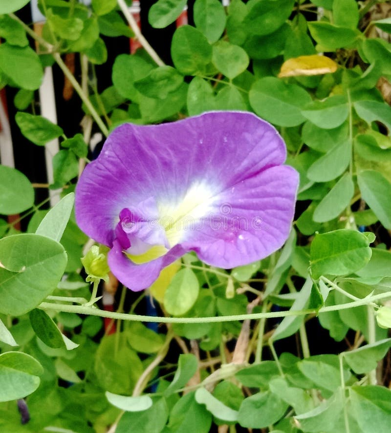 Purple Teleng Flowers are Efficacious for Sore Eyes Stock Photo - Image ...