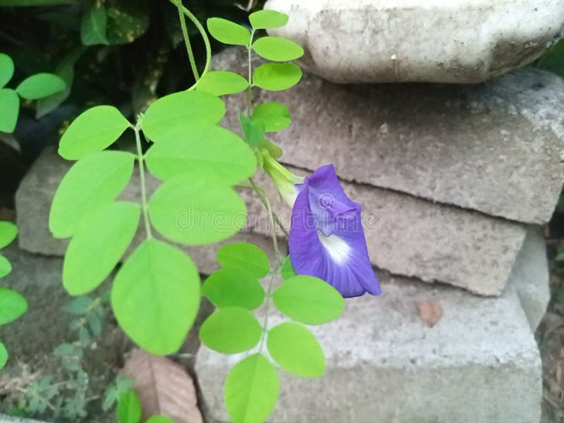 Purple Tellet & X28;clitorea Ternatea& X29; Stock Image - Image of ...