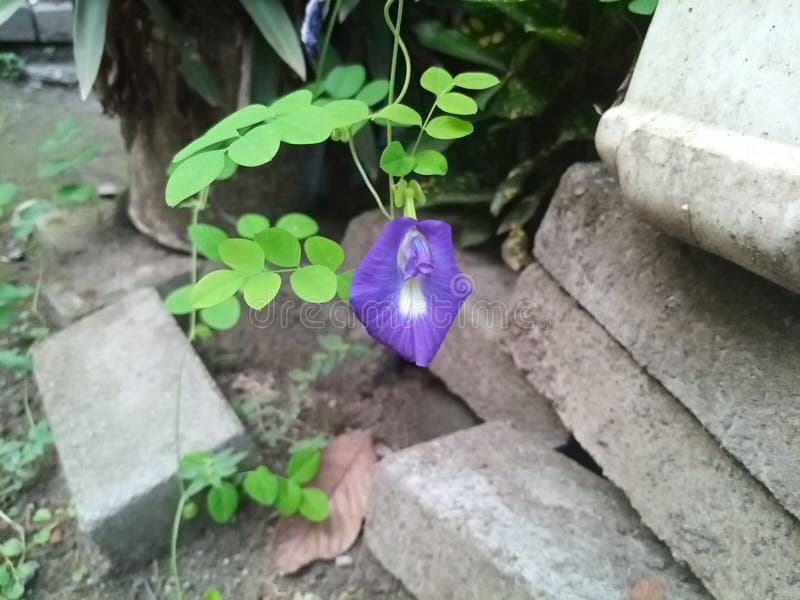 Tellet Stock Photos - Free & Royalty-Free Stock Photos from Dreamstime