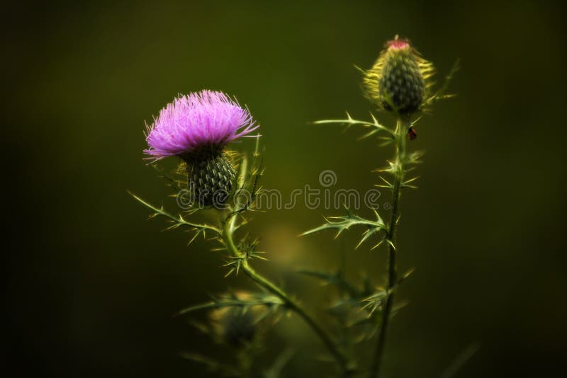 Purple Thistle stock image. Image of summer, thistle - 23691865