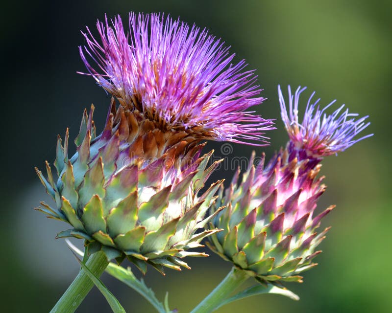 Purple thistle bloom stock image. Image of bloom, choke - 26673661