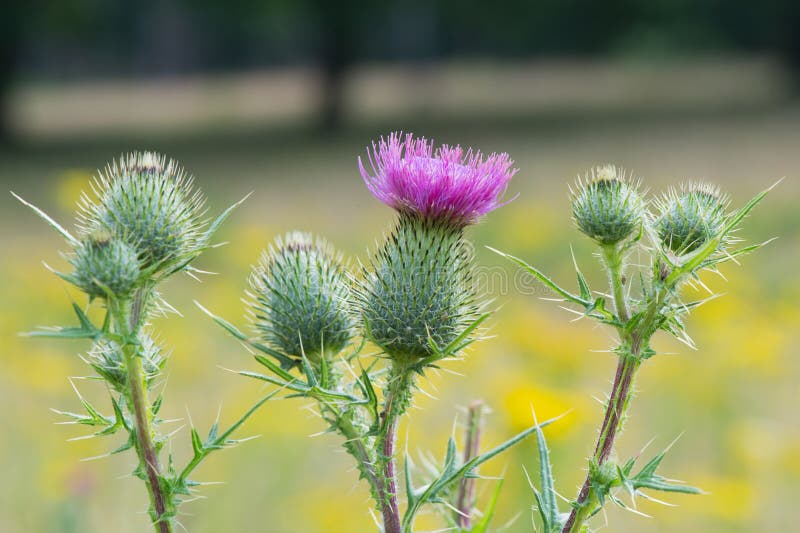 Purple thistle stock photo. Image of carduus, willem - 57747844