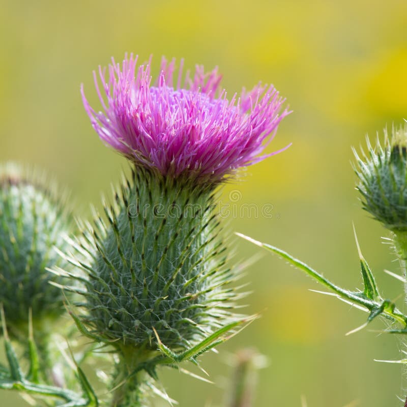 Purple thistle stock photo. Image of botanical, animal - 10038540 Purple thistle stock photo. Image of botanical, animal - 10038540