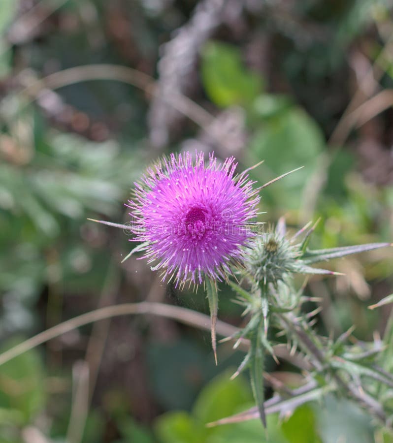 Thistle blooming stock image. Image of close, thorns - 76929805