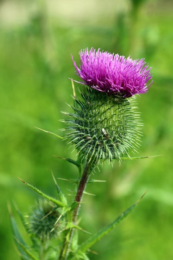 Purple thistle stock photo. Image of plant, yellow, proteas - 61769748