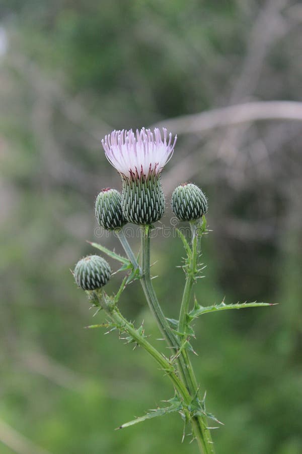 Purple Thistle flower stock image. Image of florida, thistle - 40274807