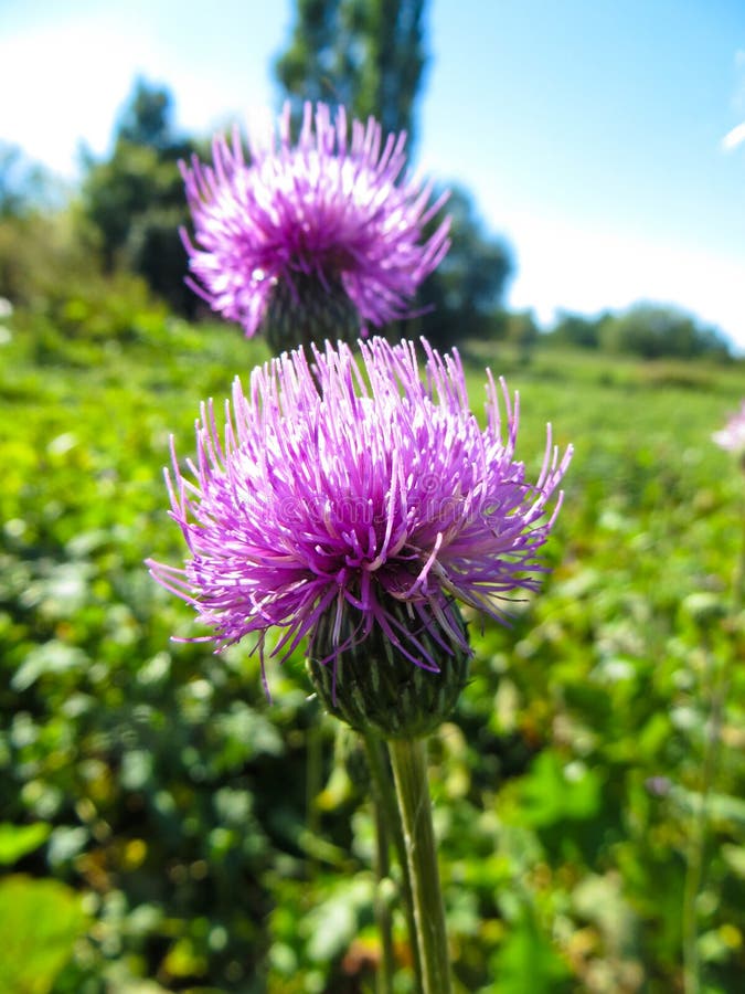 Purple Thistle Flower Growing on a Meadow Stock Photo - Image of ...