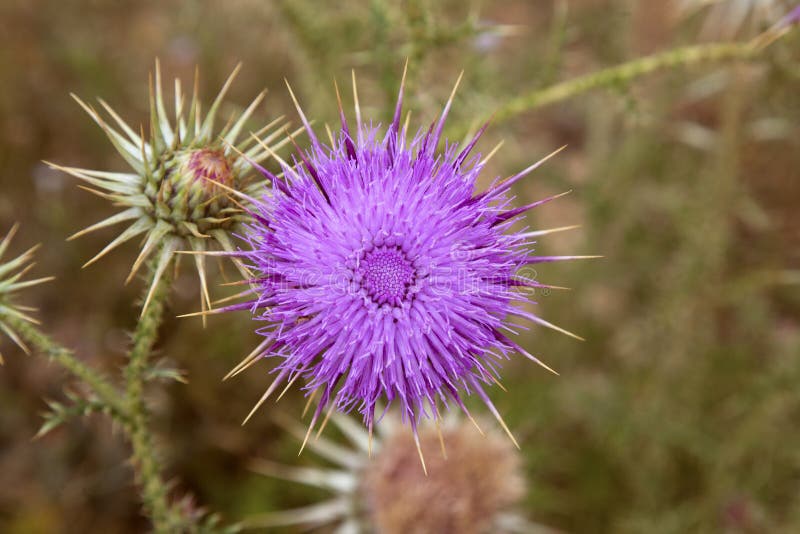 Purple Thistle Flower stock photo. Image of flower, silybum - 60248176