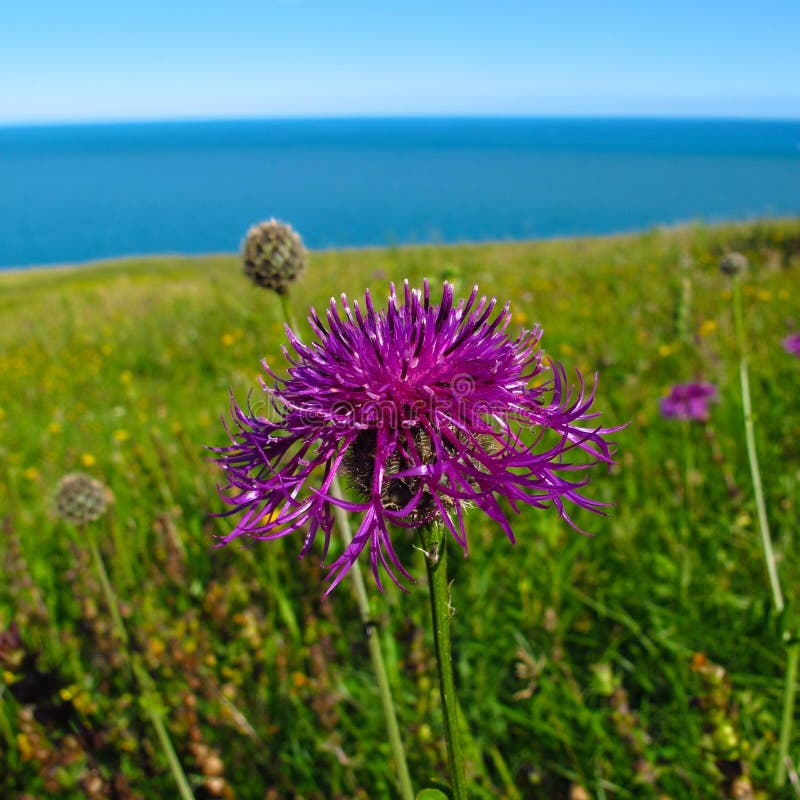 Purple Thistle in Green Field with Blue Sky and Sea Stock Image - Image ... Purple Thistle in Green Field with Blue Sky and Sea Stock Image - Image ...