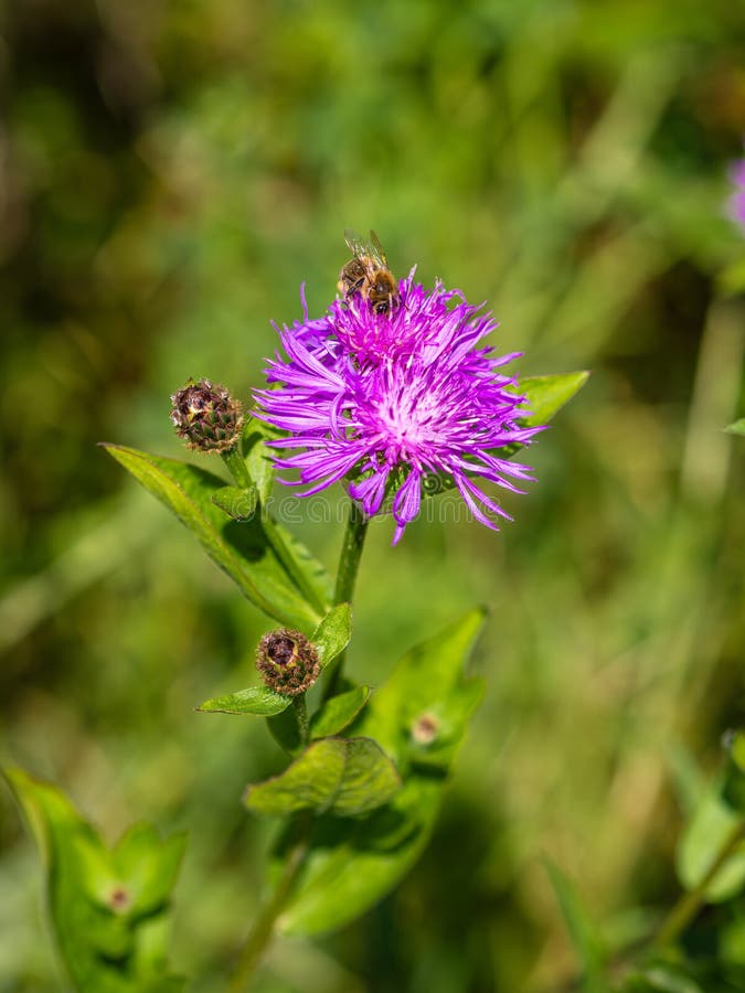 Purple Thistle-like Flower with a Bee Stock Photo - Image of beauty ...