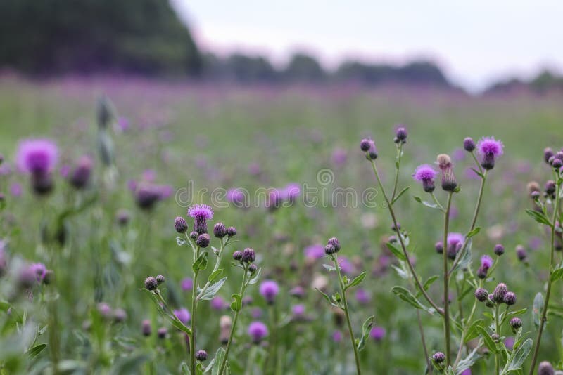 . Purple Thistle Meadow Field with Small Flowers Stock Image - Image of ...