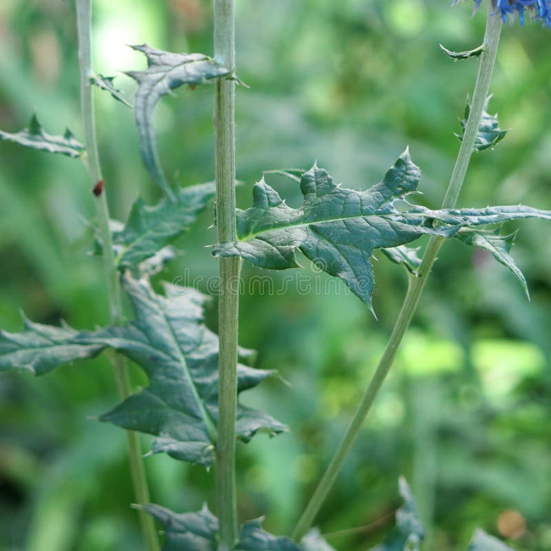 Purple Thistle Stems stock photo. Image of plant, flower - 57630184