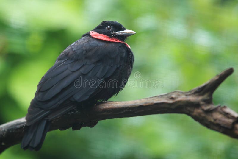 Purple-throated fruitcrow stock photo. Image of america - 31365826
