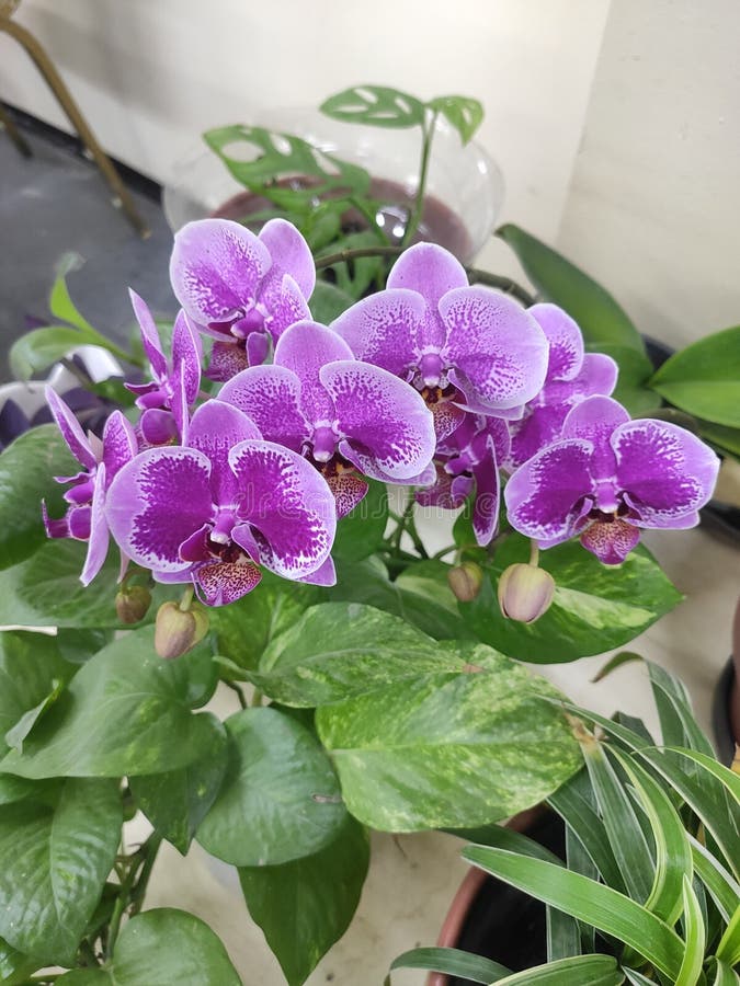 Purple and Tiny Mini Flower Stock Image - Image of flower, garden ...