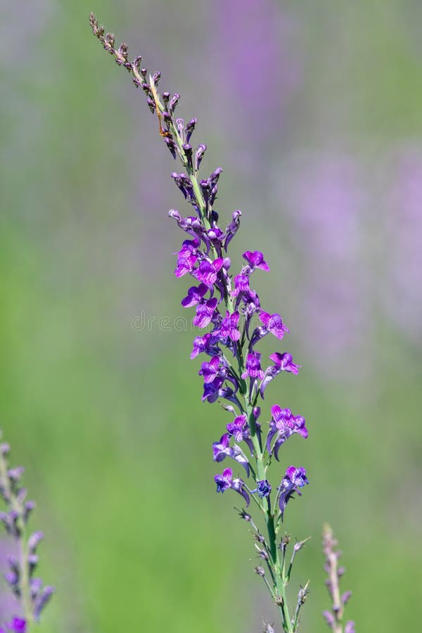 Purple Toadflax (linaria Purpurea Stock Photo - Image of closeup ...