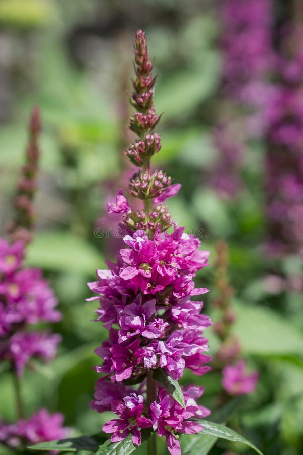 Toadflax - Linaria Purpurea .Tall Purple Flower Stock Image - Image of ...