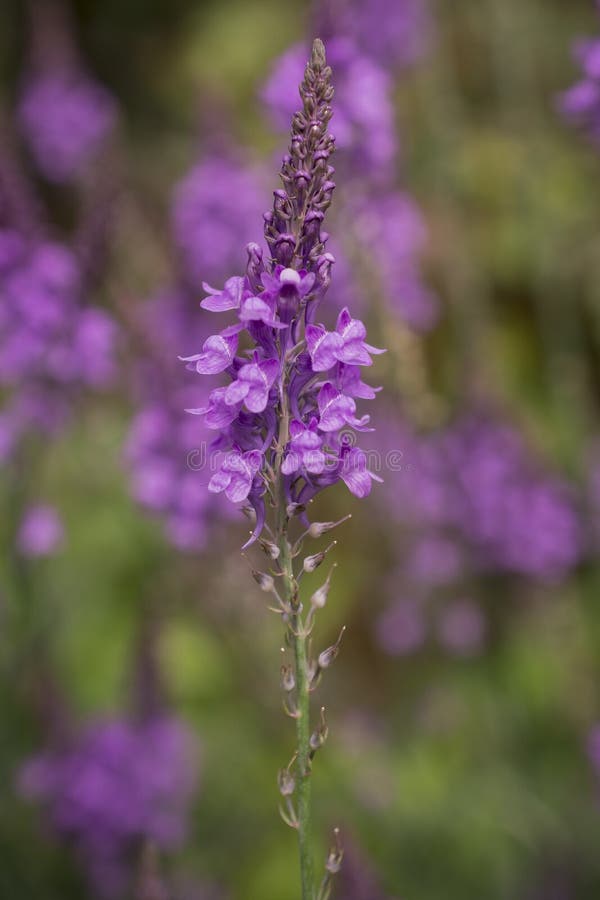 Purple Toadflax - Linaria Purpurea .Tall Purple Flower Stock Photo ...