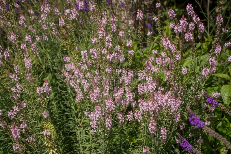 Purple Toadflax - Linaria Purpurea .Tall Purple Flower Stock Image ...