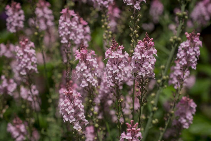Purple Toadflax - Linaria Purpurea .Tall Purple Flower Stock Image ...