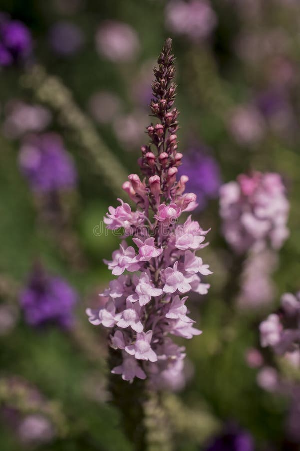 Purple Toadflax - Linaria Purpurea .Tall Purple Flower Stock Image ...