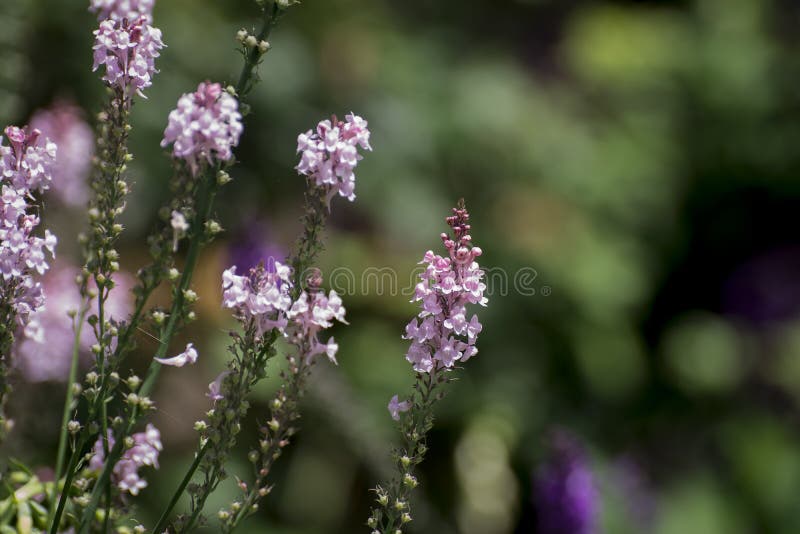 Purple Toadflax - Linaria Purpurea .Tall Purple Flower Stock Photo ...