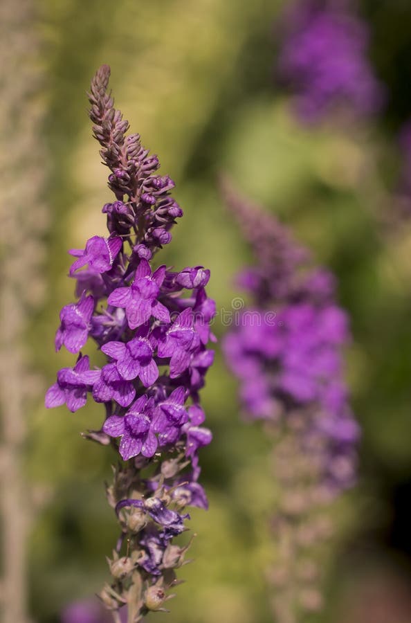 Purple Toadflax - Linaria Purpurea .Tall Purple Flower Stock Image ...