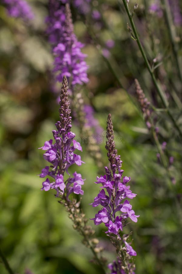 Purple Toadflax - Linaria Purpurea .Tall Purple Flower Stock Photo ...