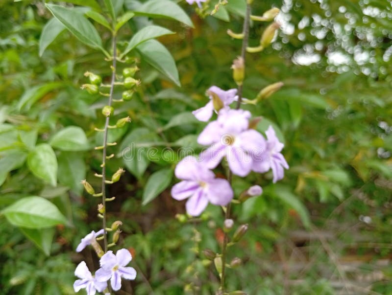 Purple Trailing Lantana Ornamental Shrub Stock Image - Image of summer ...