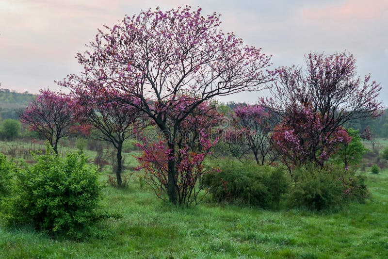 Purple trees stock photo. Image of landscape, purple - 210179508