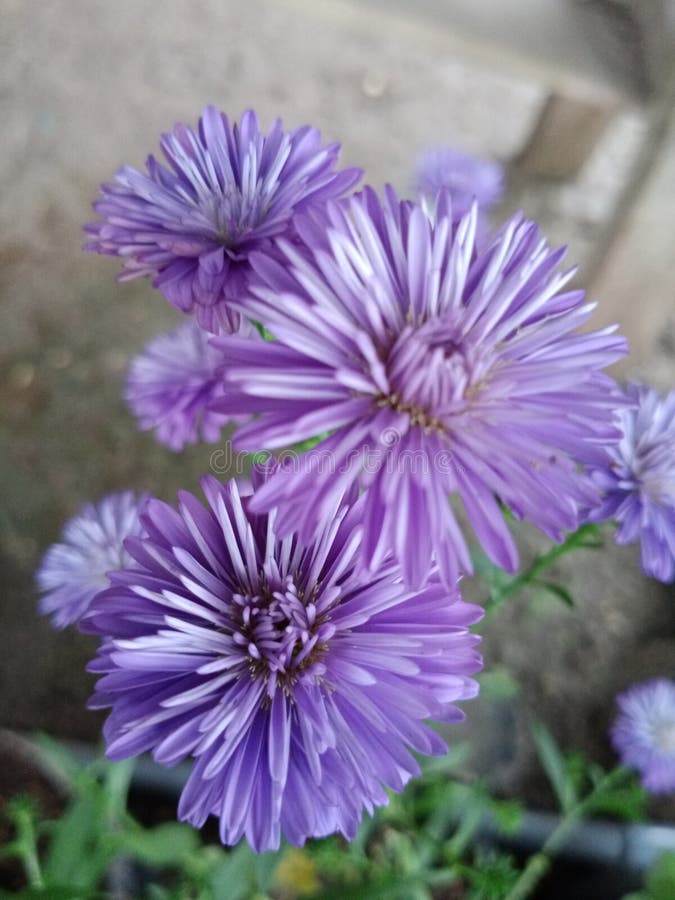 Purple tristan flower stock image. Image of purple, tristan - 212802643