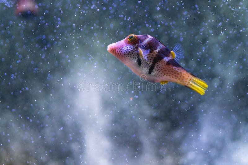 Purple Tropical Fish with Bubbles Stock Image - Image of colourful ...