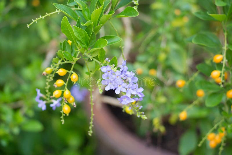 Purple Tropical Flowers Cuphea and Rhoeo Stock Photo - Image of formal ...