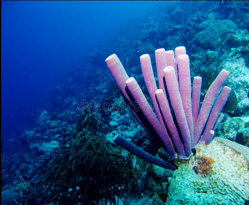 Purple Tube Sponges - Free Photo from StockFreeImages