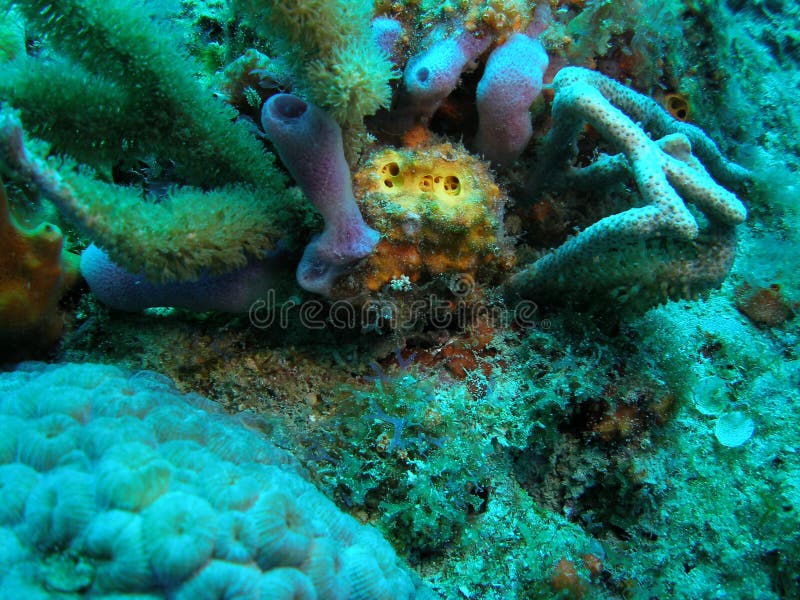 Purple tube sponge stock photo. Image of beach, moray - 5737160