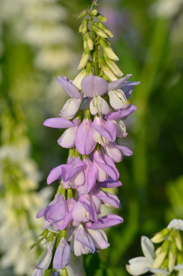 Purple tufted vetch stock photo. Image of freshness, cracca - 32160260